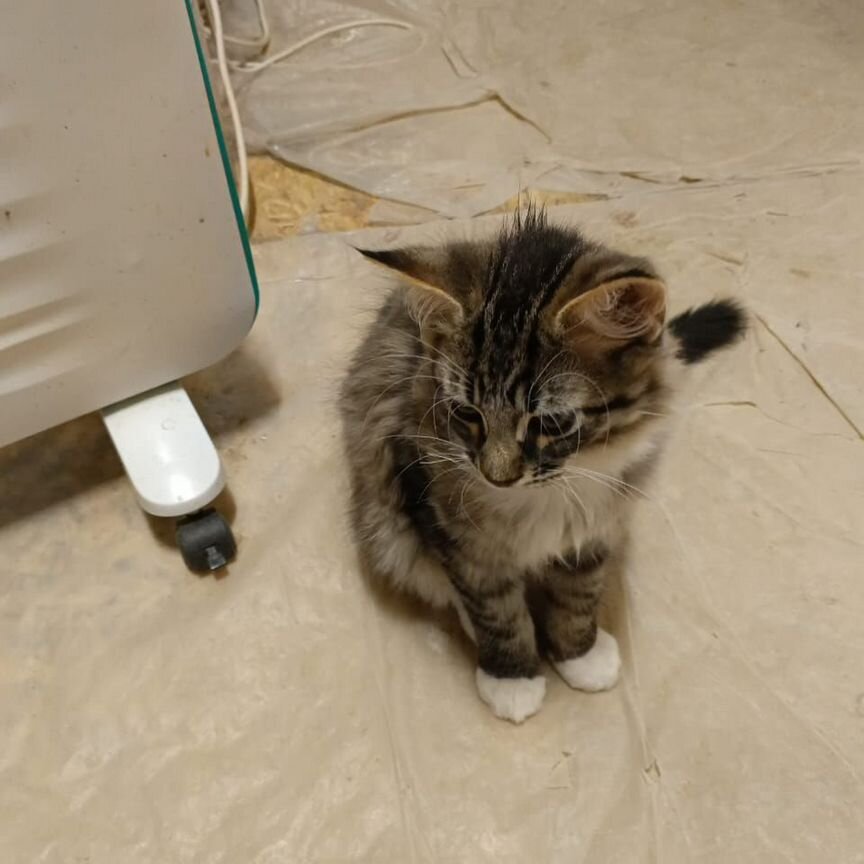 Котята в добрые руки бесплатно
