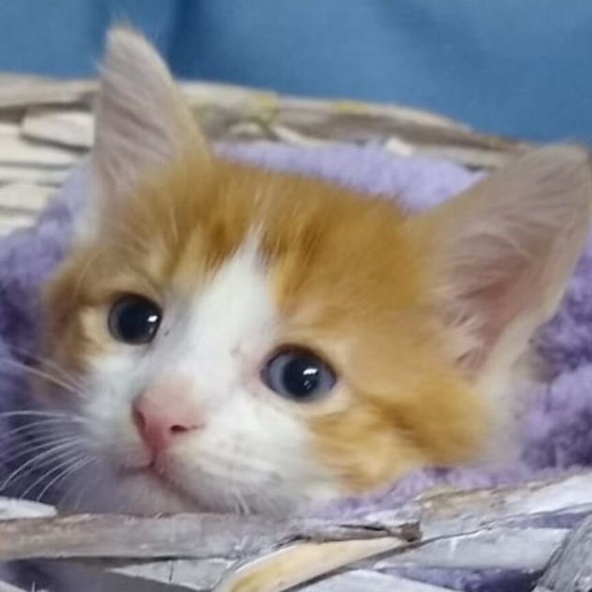 Рыжий котенок Светочка девочка