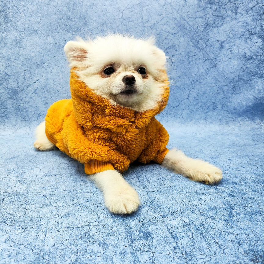 Шпиц белая девочка