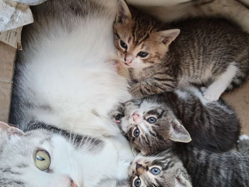 Кошки бесплатно