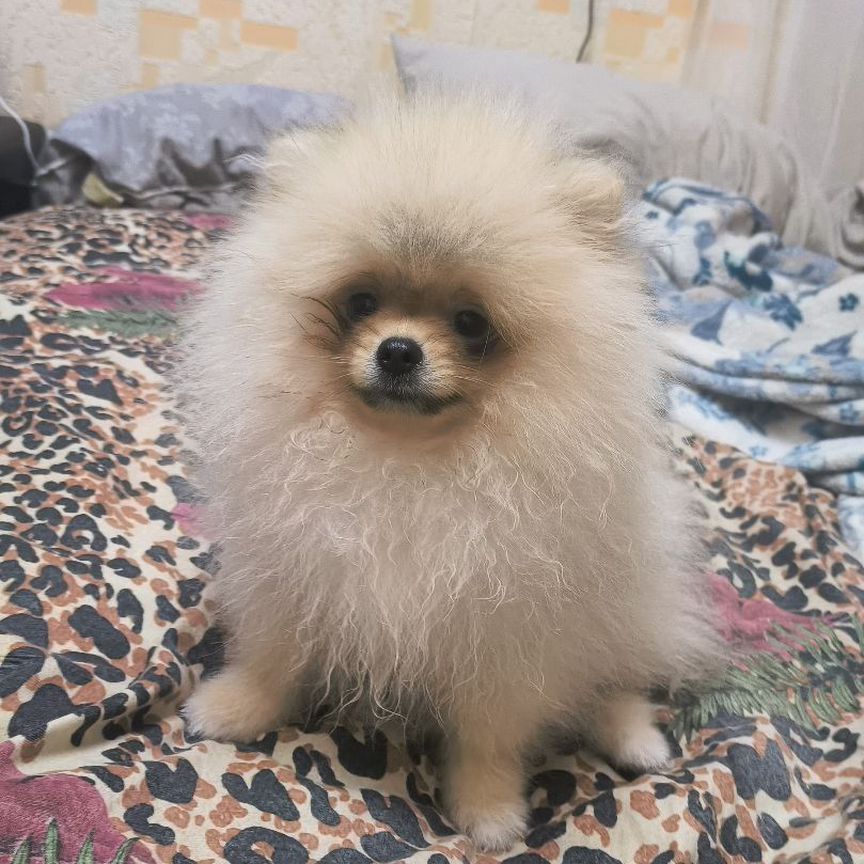Померанский шпиц тип мишка мини