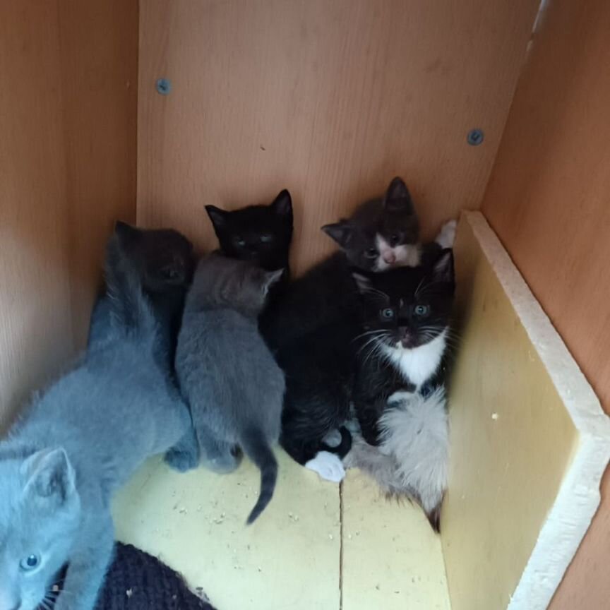 Погибают котята на улице,ищем хозяина