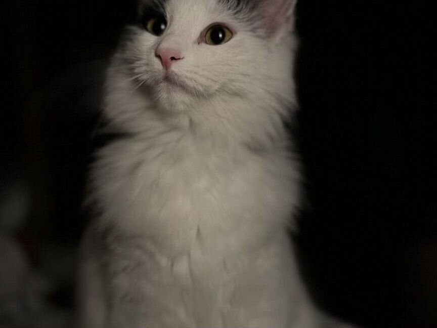 Кошка
