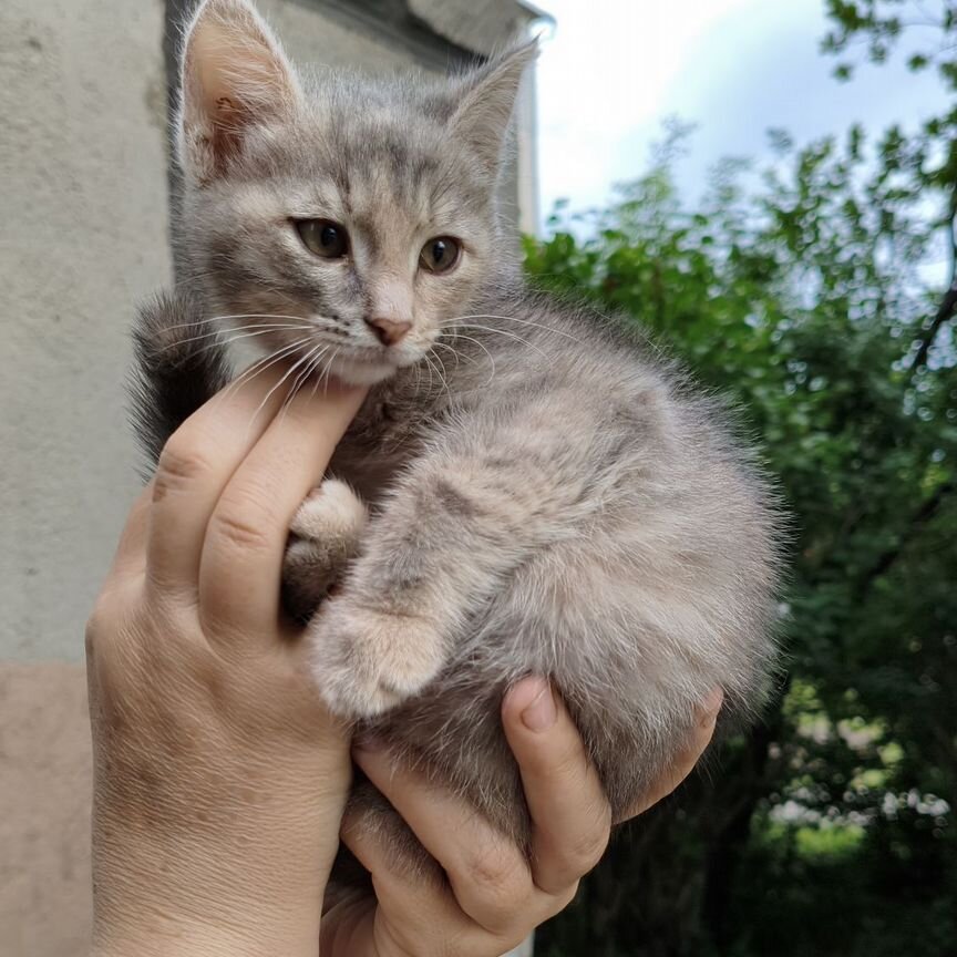Котёнок в добрые руки