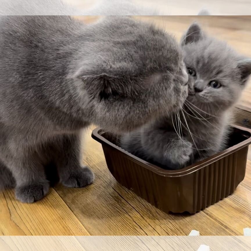Котятки шотландские