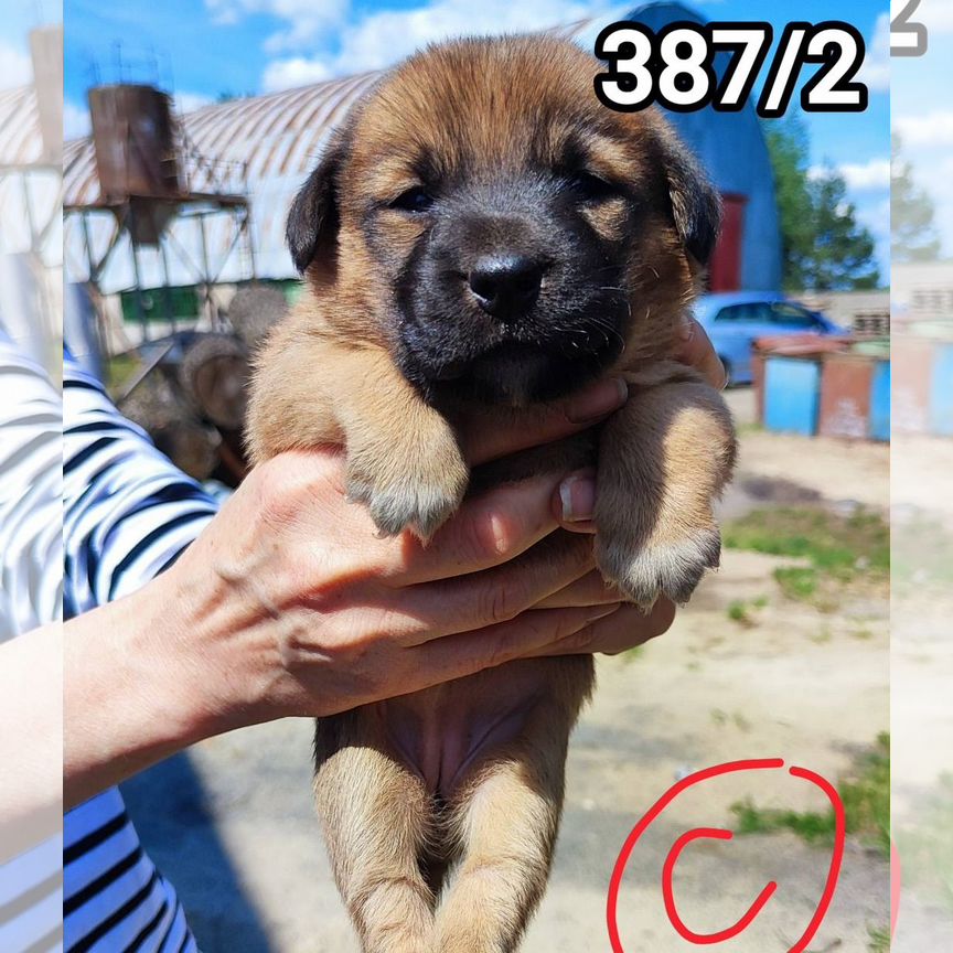 Щенок в добрые руки