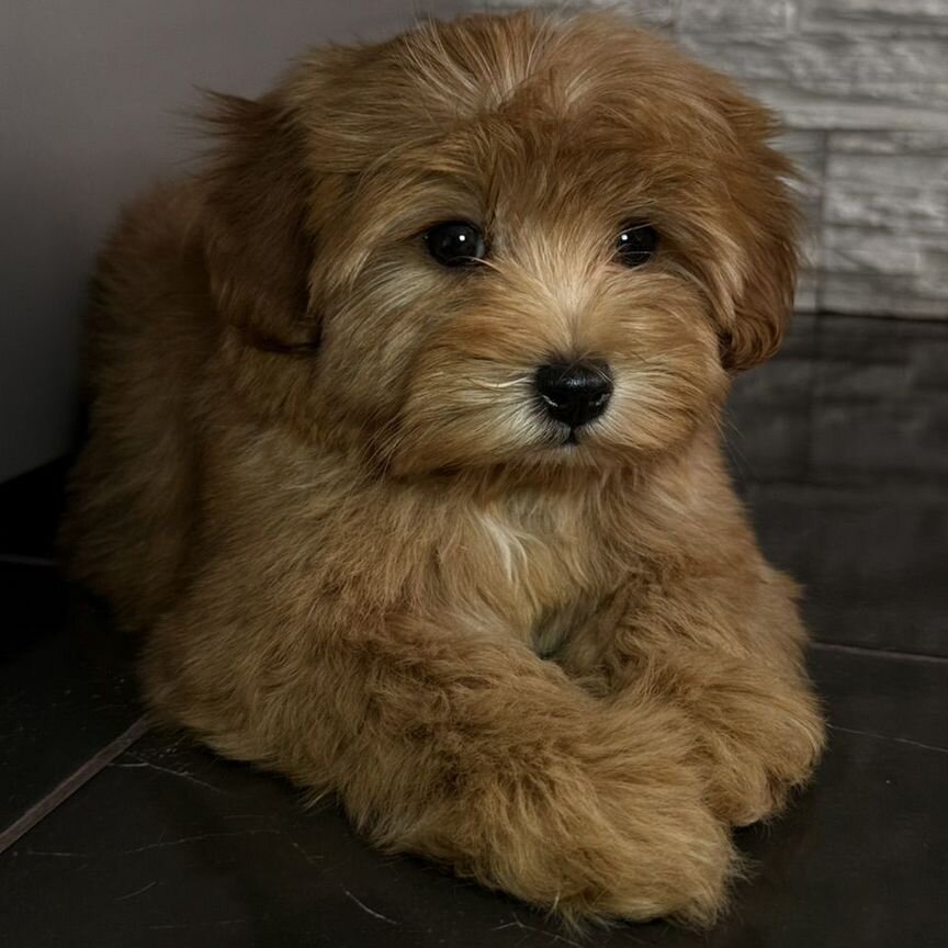 Мальтипу, щенок