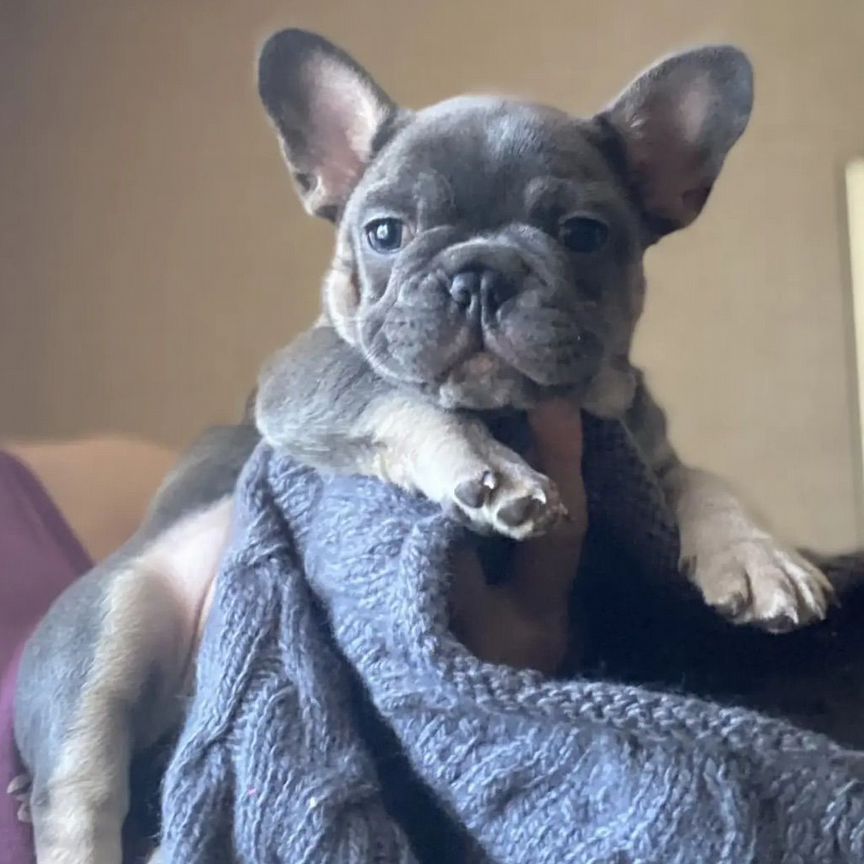 Французский бульдог, щенок
