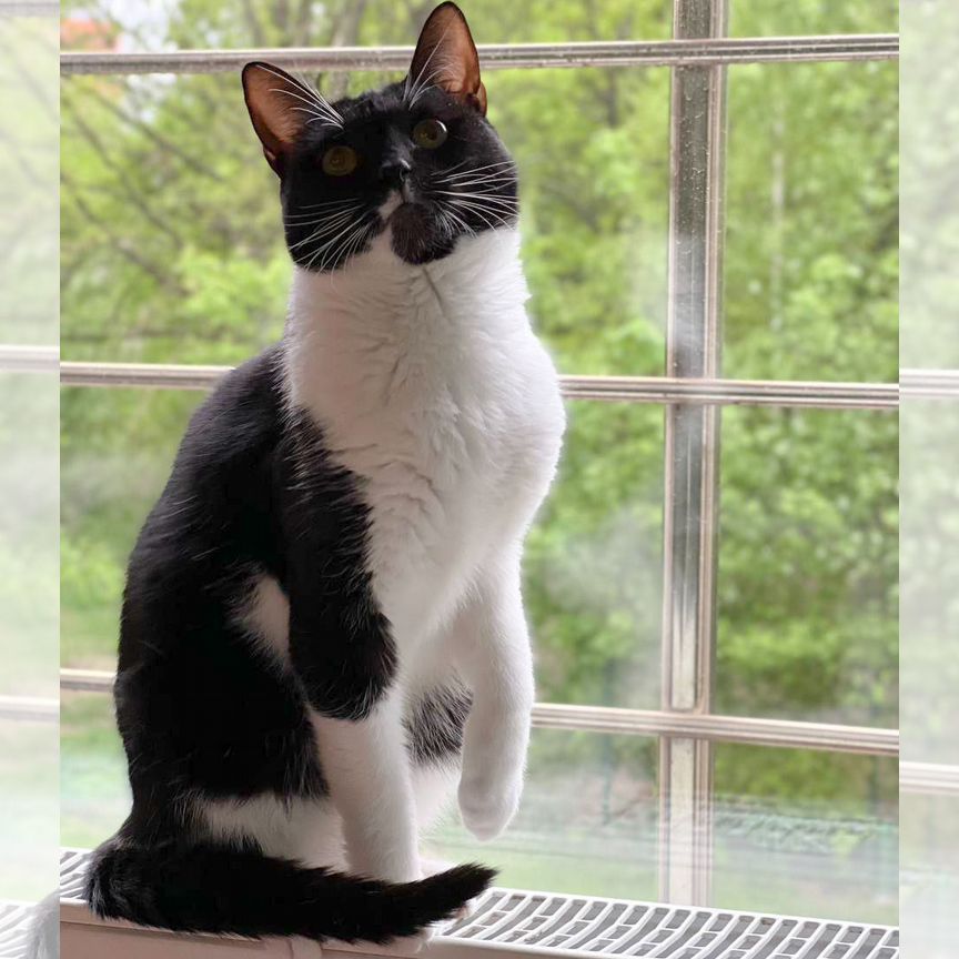 Взрослая, кошка в добрые руки