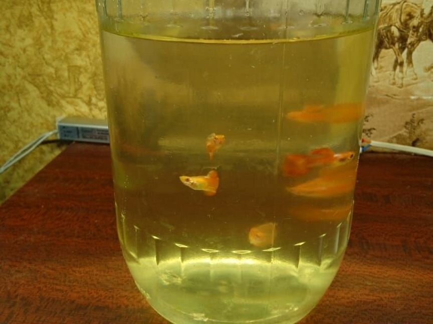 Поменяю рыбок гуппи на растения для аквариума