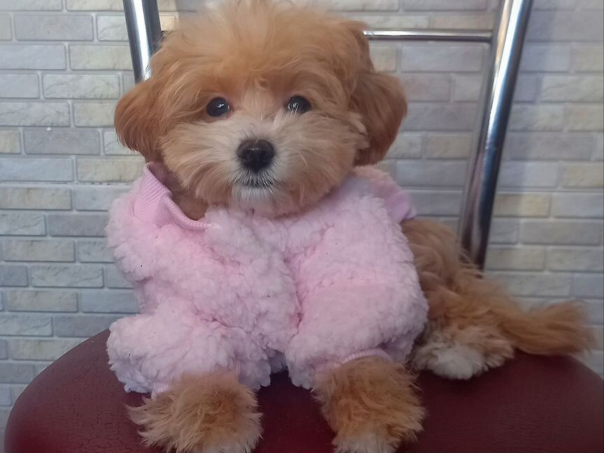 Мальтипу ф1 щенки