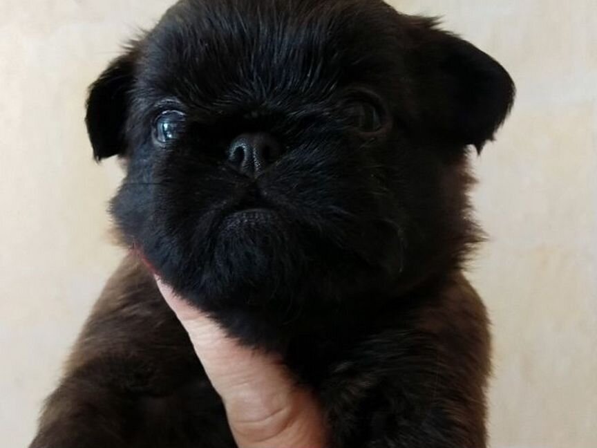 Гриффон - черная девочка