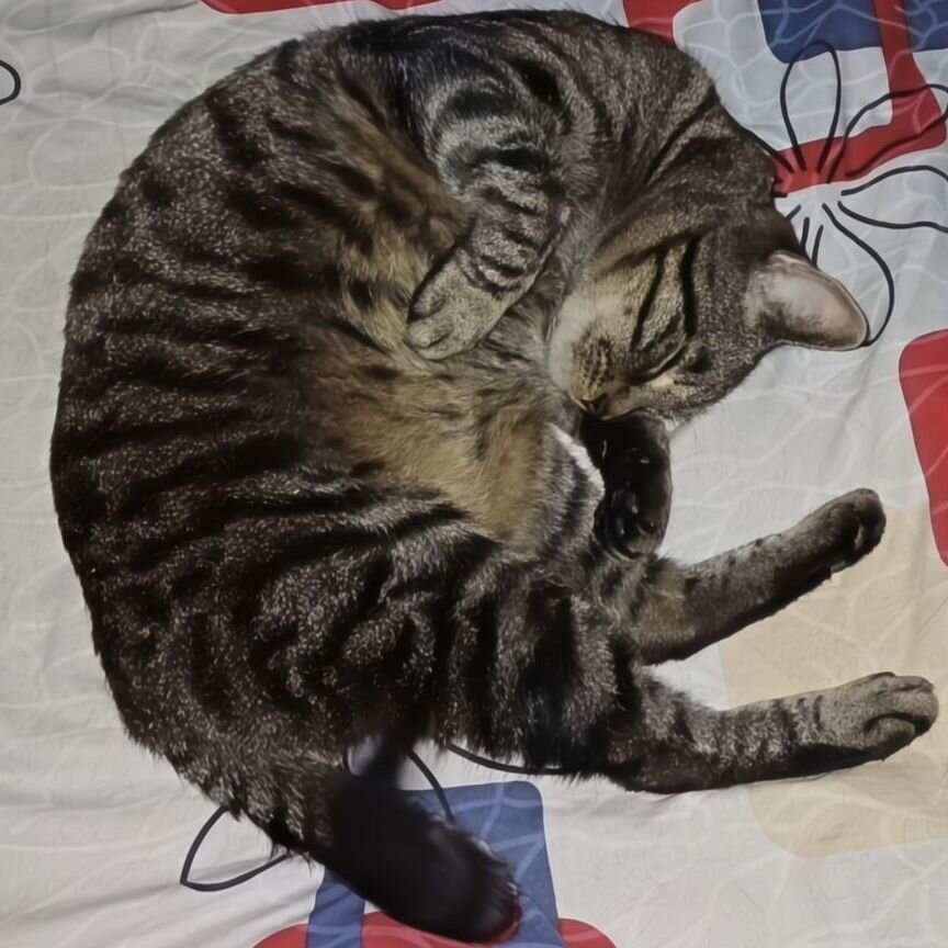 Взрослый кот в добрые руки