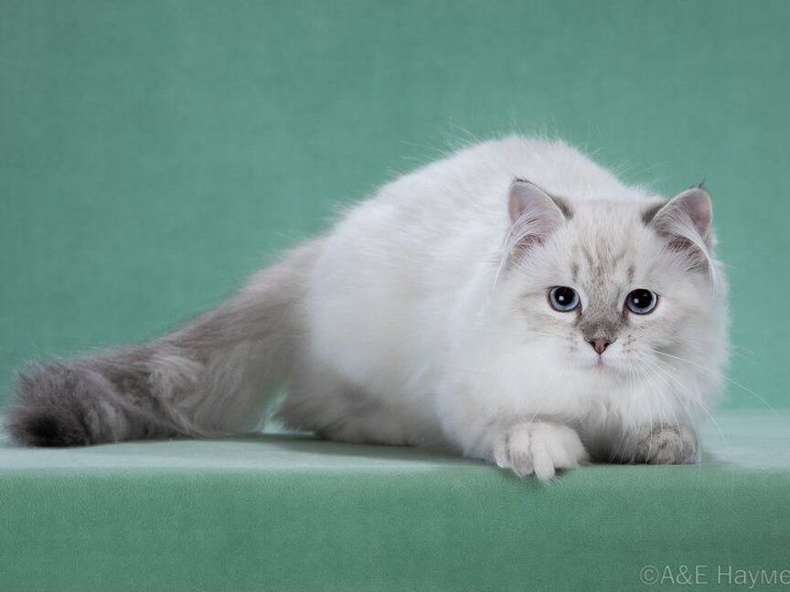 Невская черепаховая