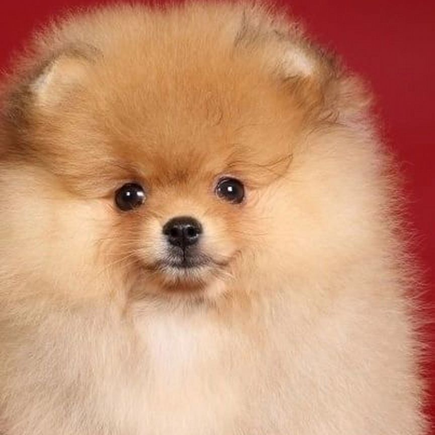 Померанский шпиц, щенок