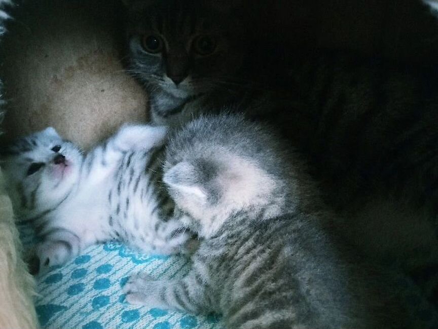 Кошка