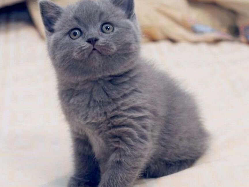 Британские котята