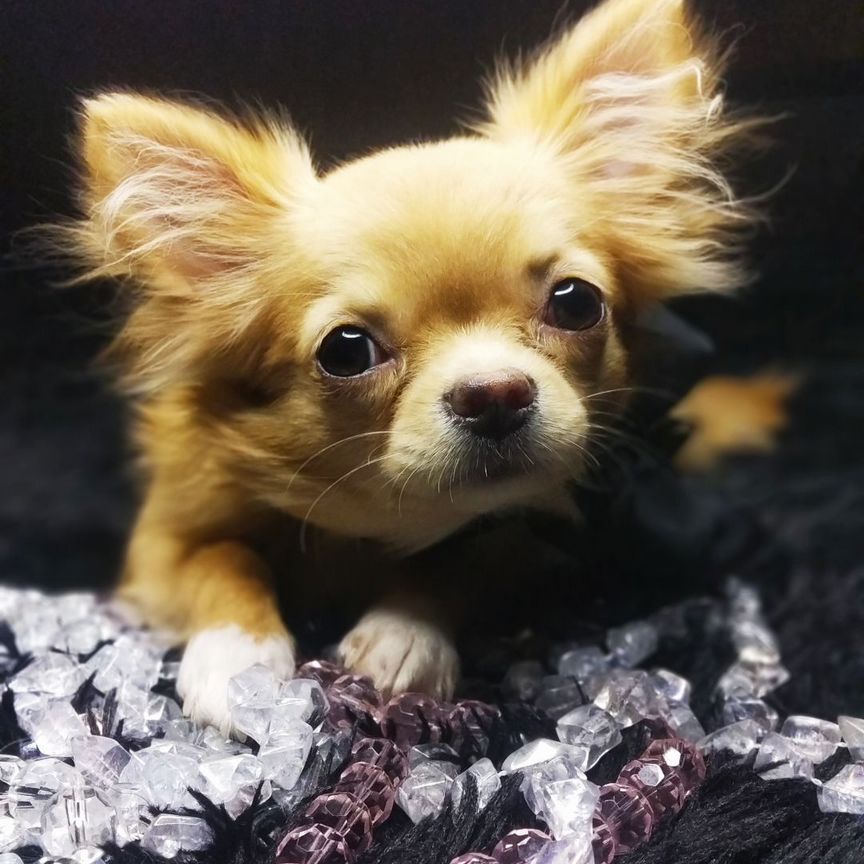 Чихуахуа девочка