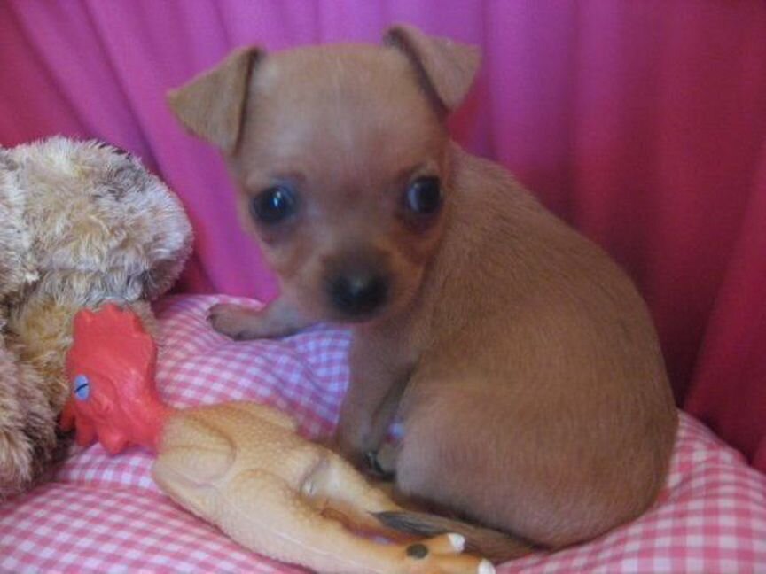 Красотка той-терьер