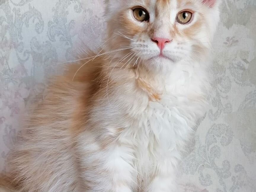 Ласковый гигант