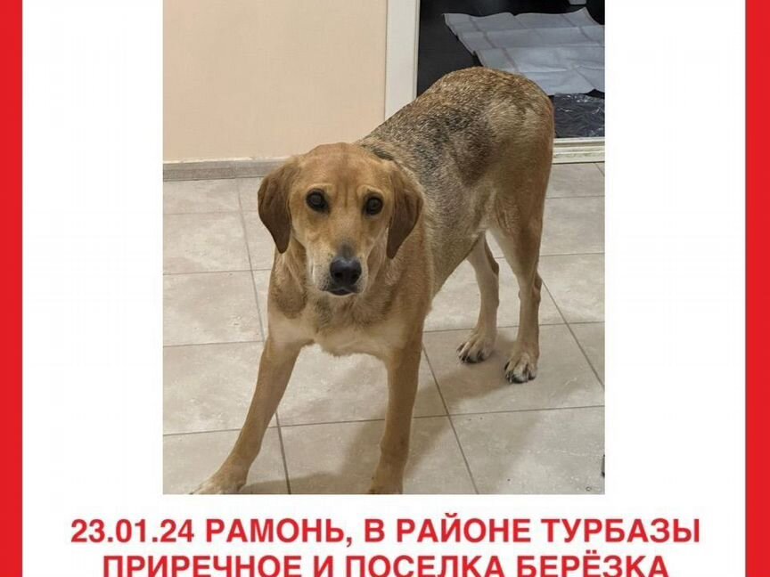 Найдена Собака Девочка Рамонь