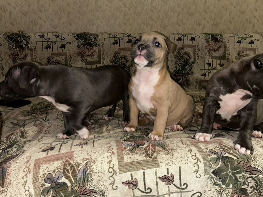 Американский стаффордширский терьер