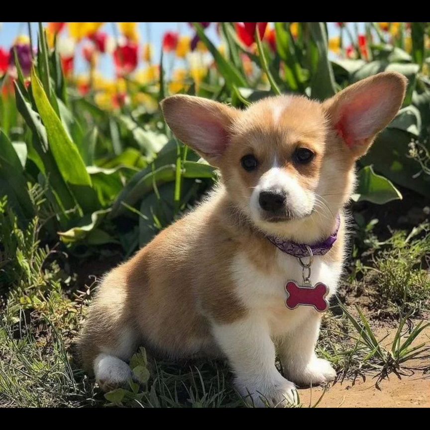 Умные Детки Вельш-Корги Пемброк