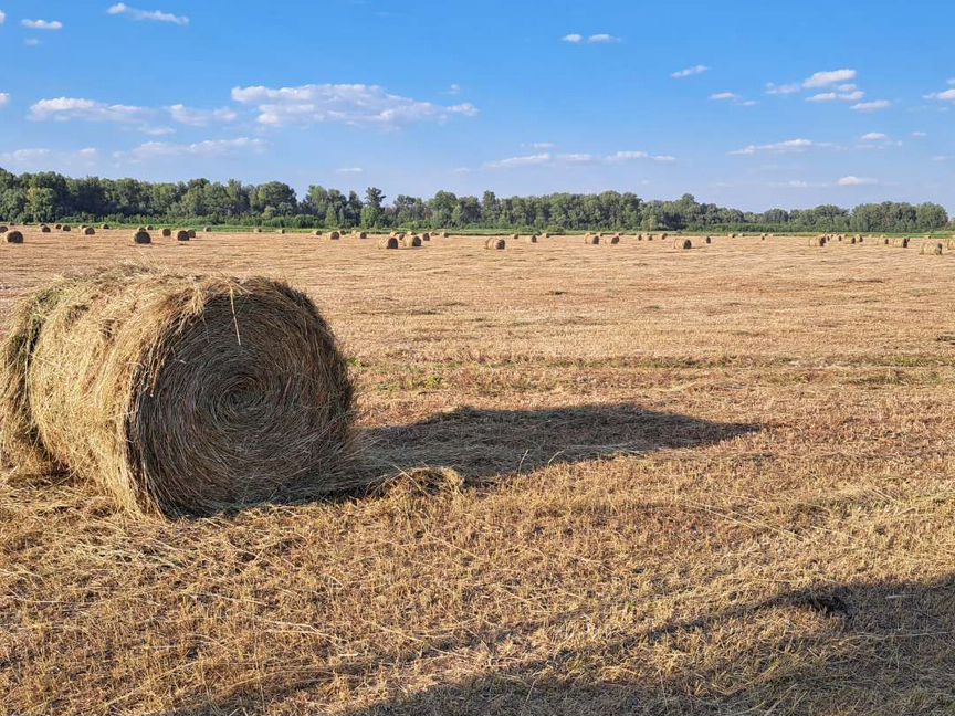 Продаю сено