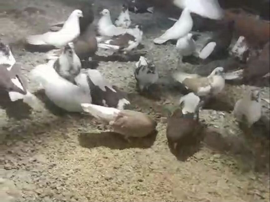 Гулуби Николаеские