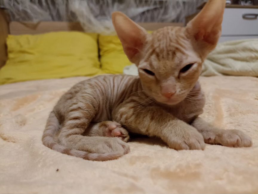 Донской сфинкс