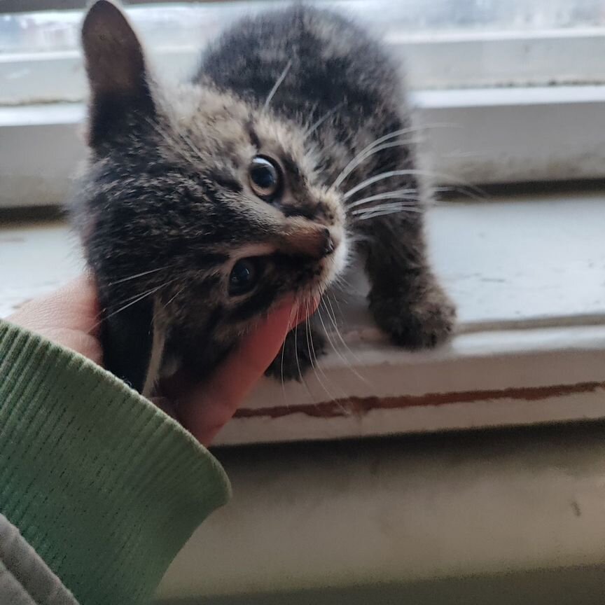 Милейший котёнок ищет семью
