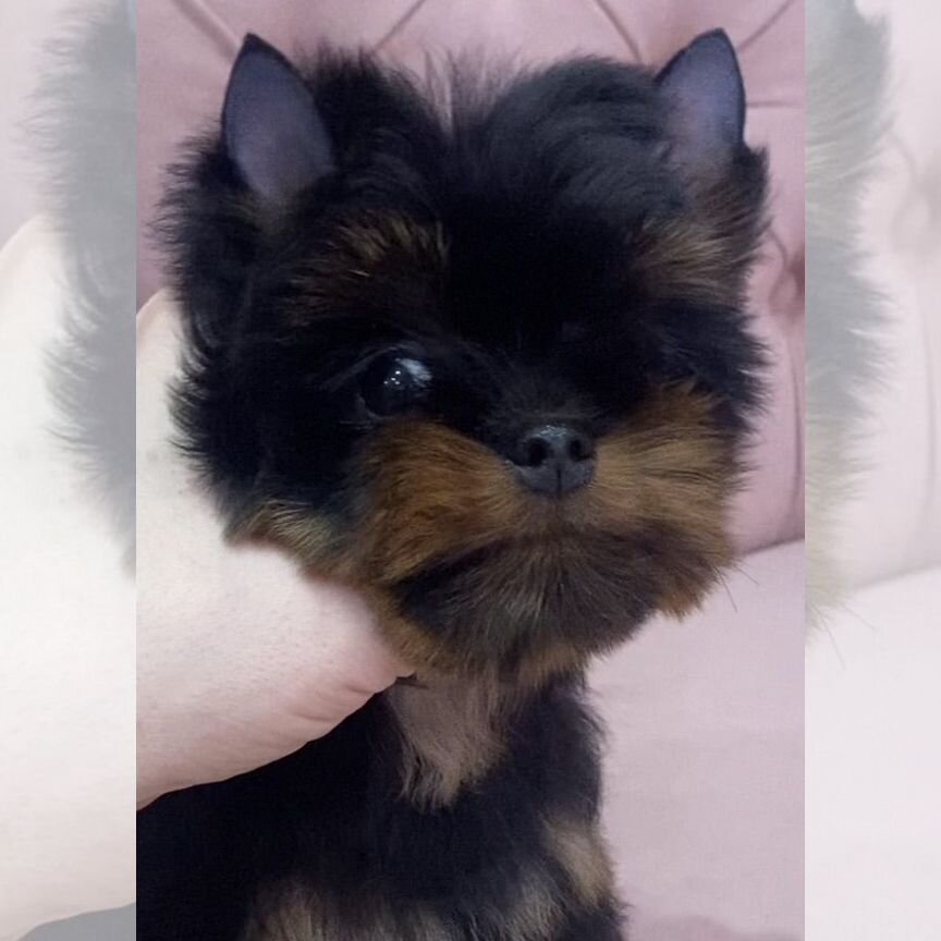 Йоркширский терьер мини беби фейс