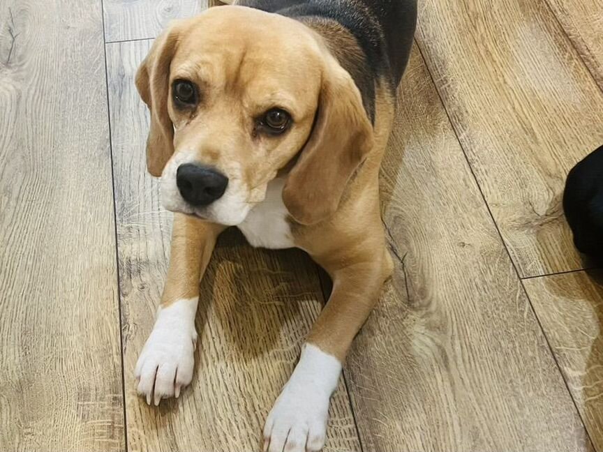 Бигль в добрые руки