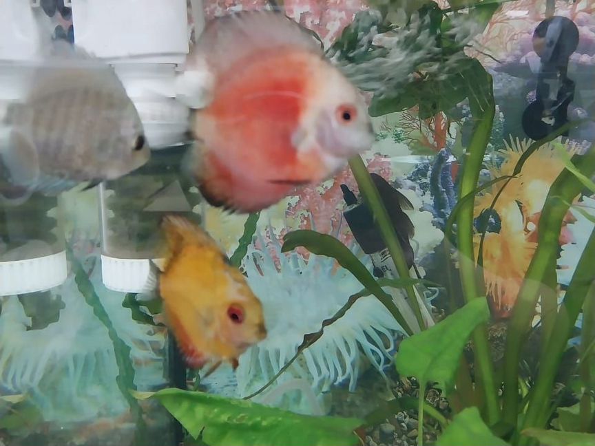 Рыба,животные,попугай