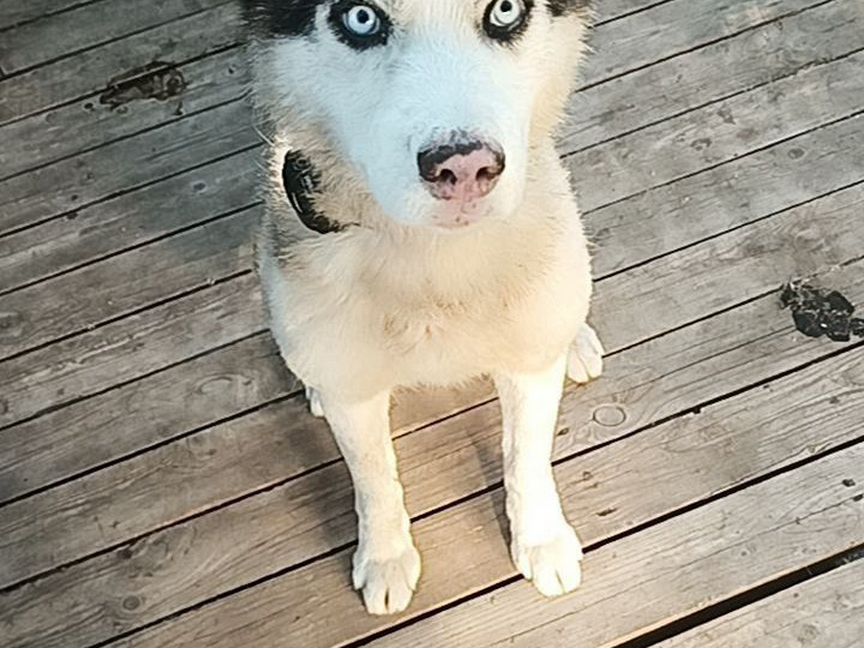 Ищет дом очень хороший мальчик Хаски