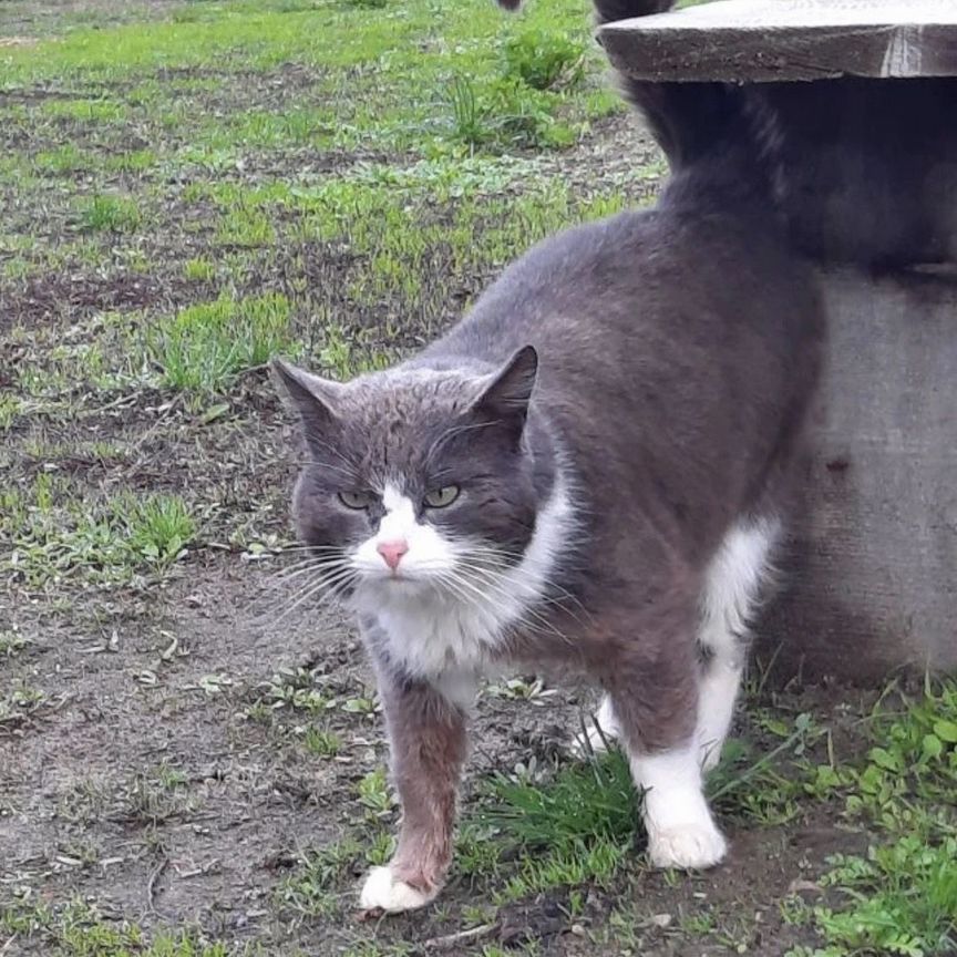 Взрослый кот в добрые руки