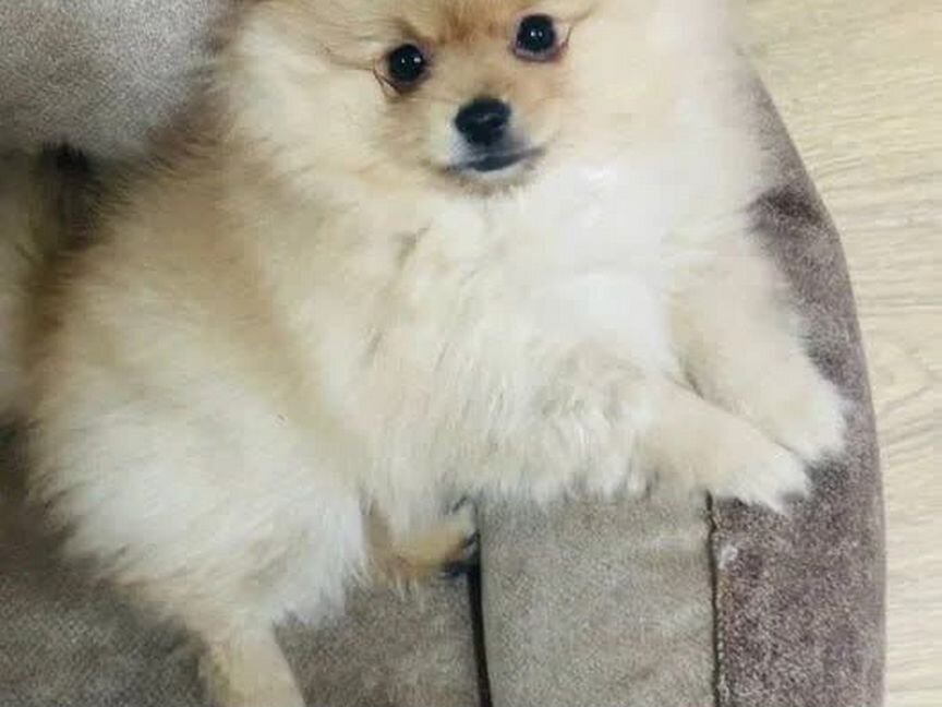 Померанский шпиц