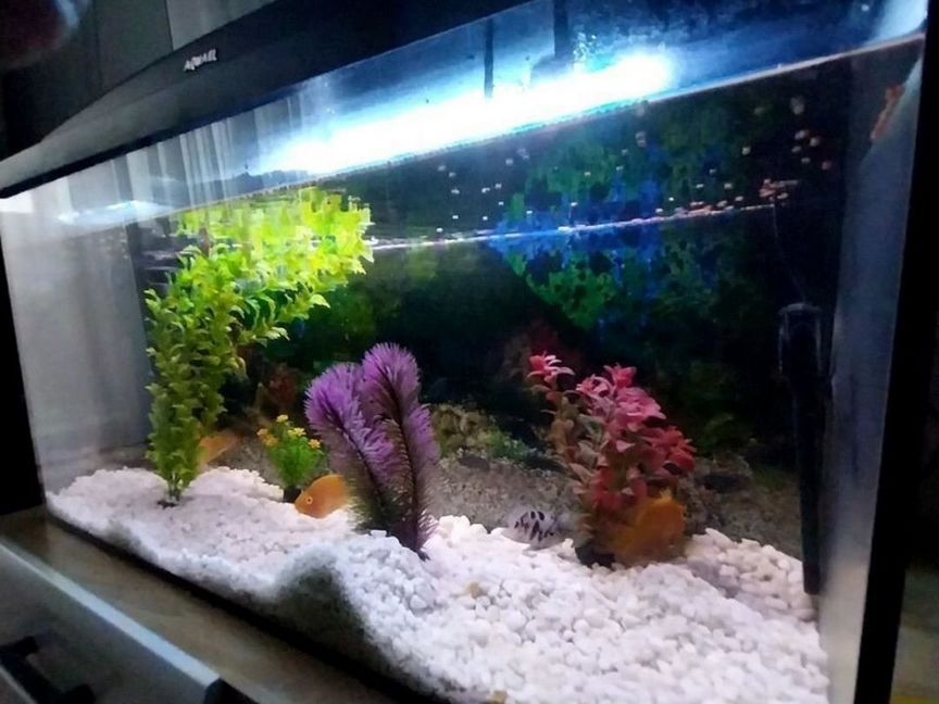 Аквариум с рыбками