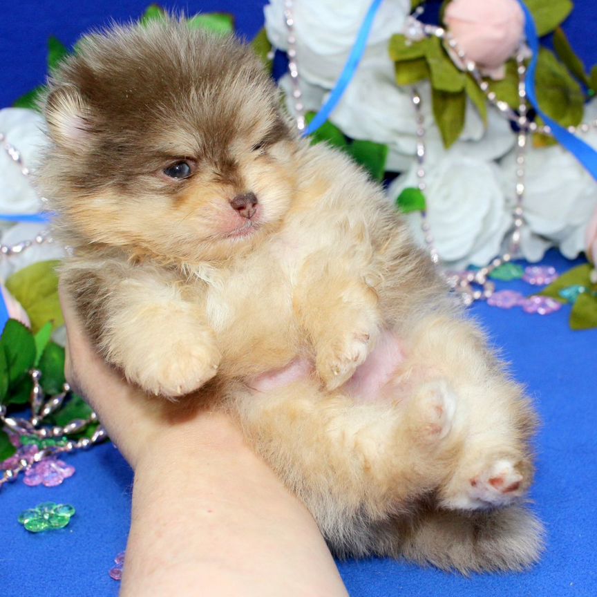 Померанский шпиц.Мраморный мальчик