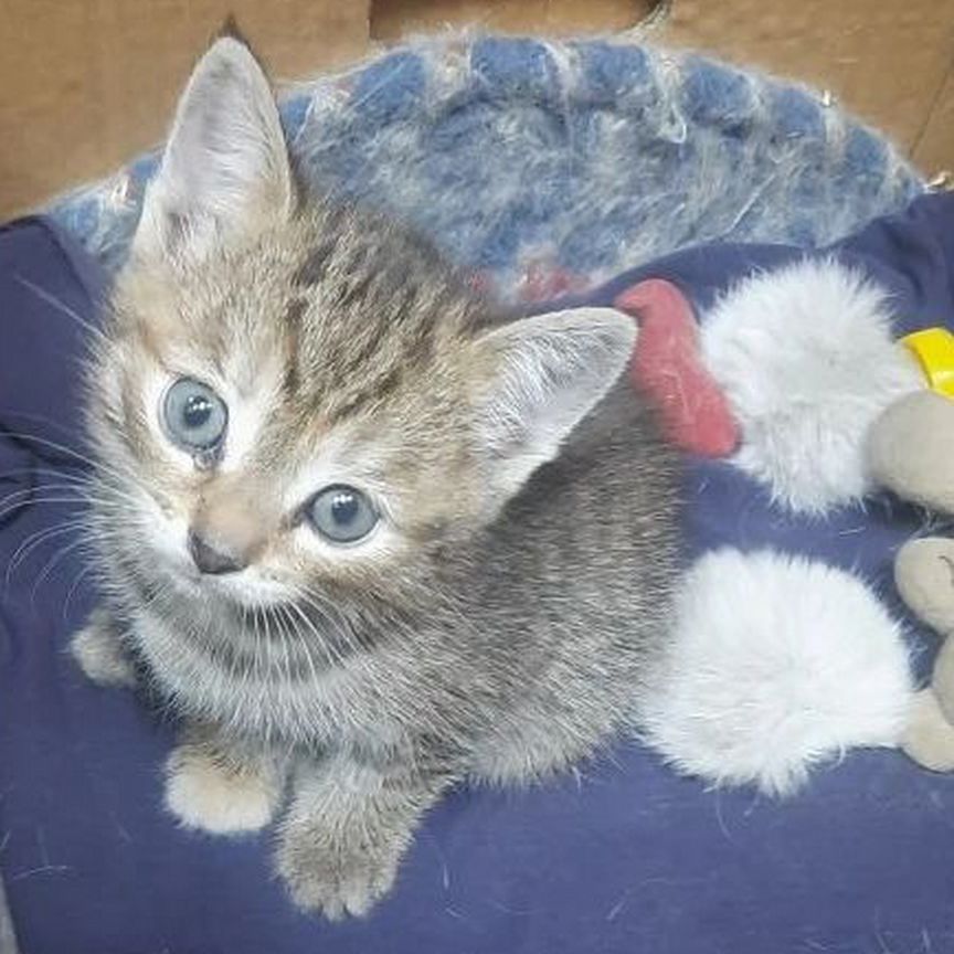 Котёнок в добрые руки