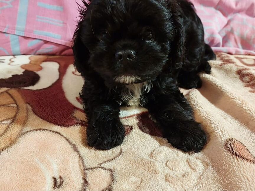 Щенок ковапу