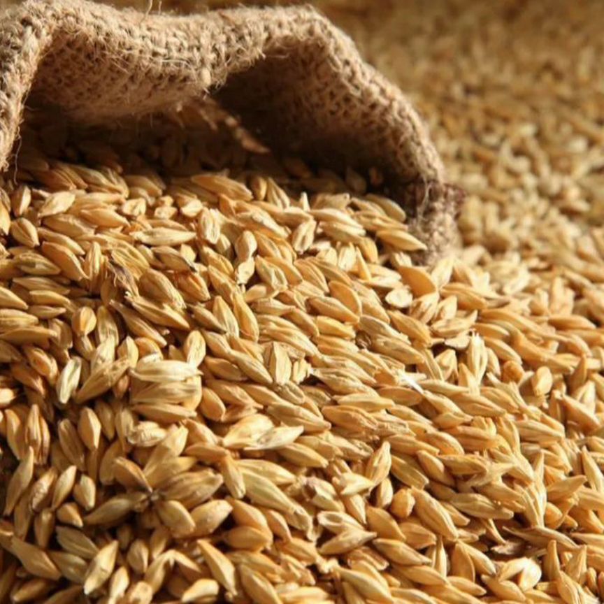 Ячмень, овёс