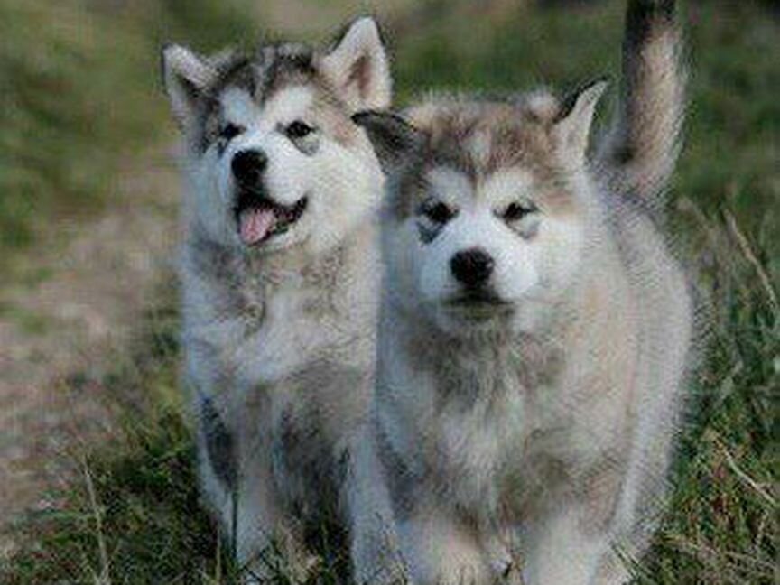 Щенки маламута