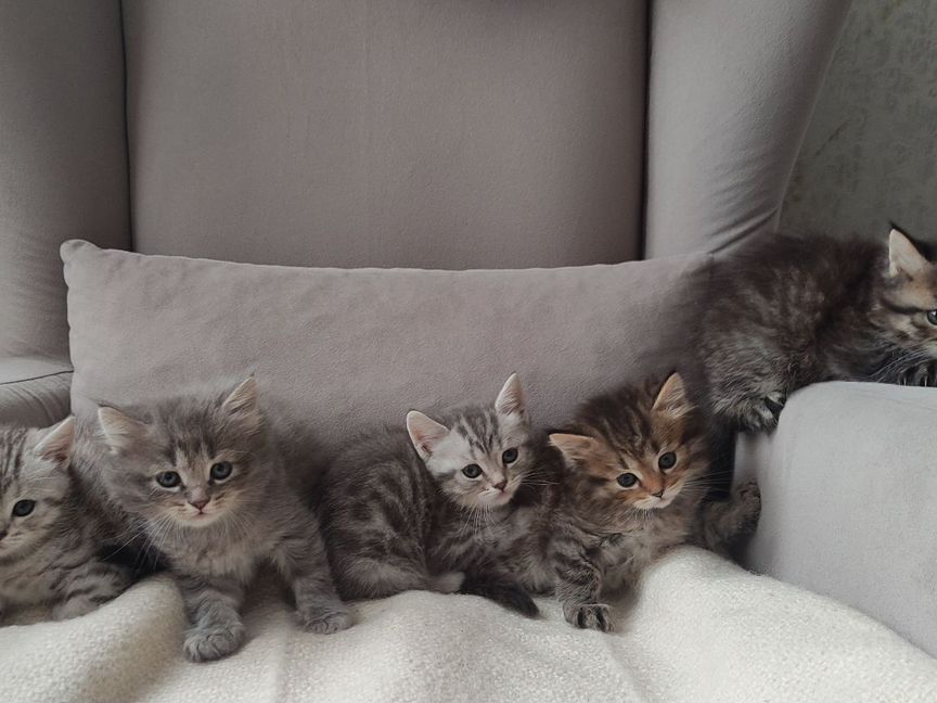 Котята в добрые руки)