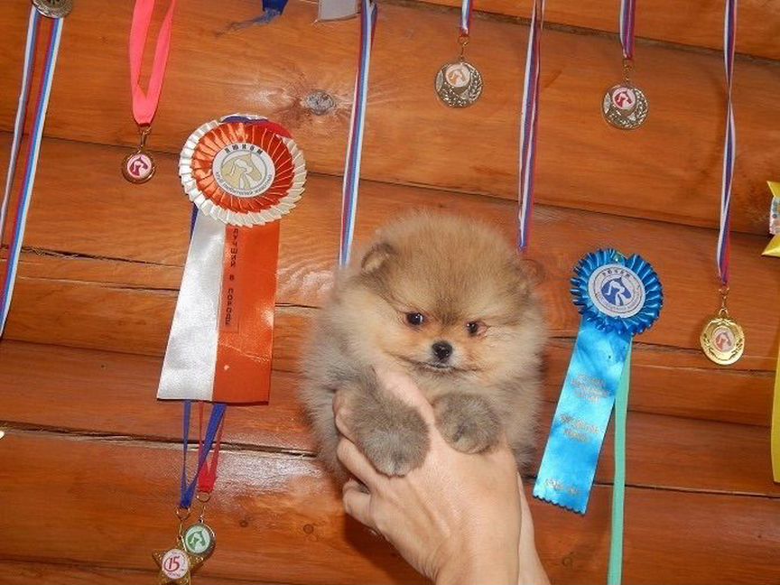 Шпице мишки. Документы РКФ