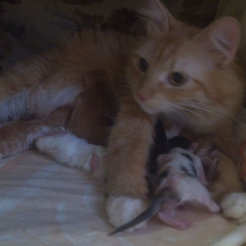 Отдадим котят в добрые руки