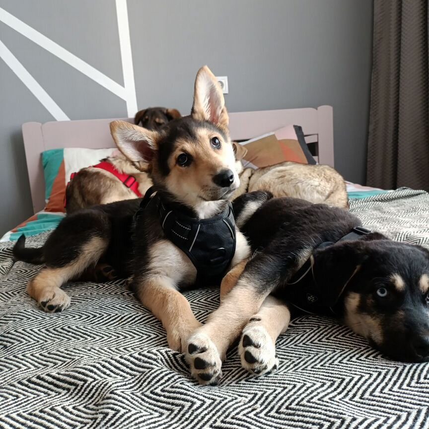 Щенки в добрые руки бесплатно