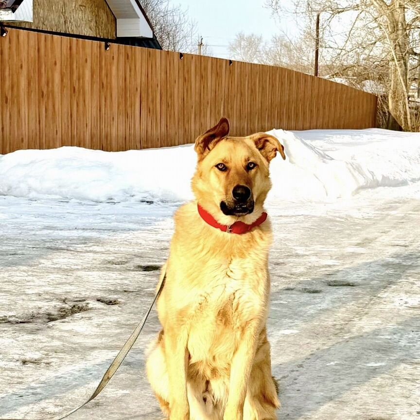 Собака в добрые руки