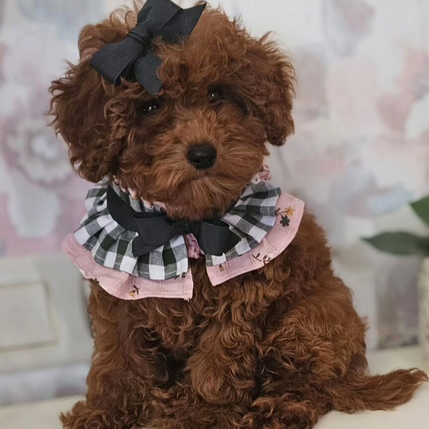 Той-пудель, щенок