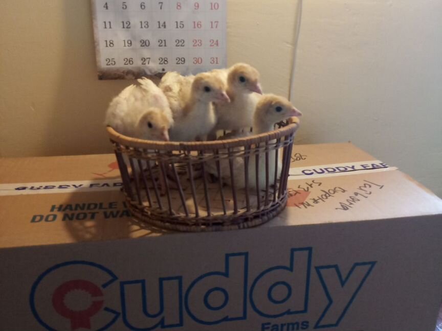 Индюшата подрощенные